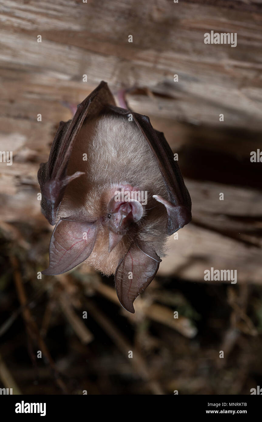 Lesser horseshoe bat (Rhinolophus hipposideros), hanging, sleeping ...