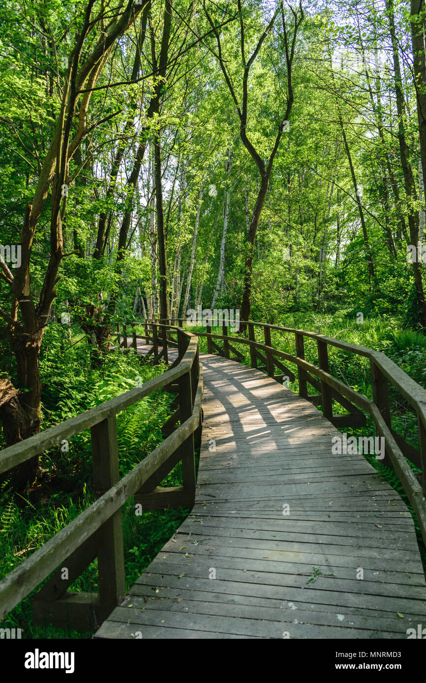 Wooden Pathway in the Forest Stock Photo - Alamy