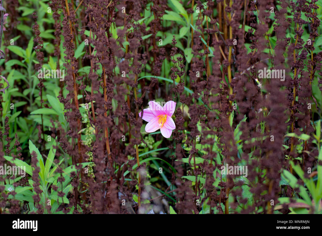 Outer gardens hi-res stock photography and images - Alamy