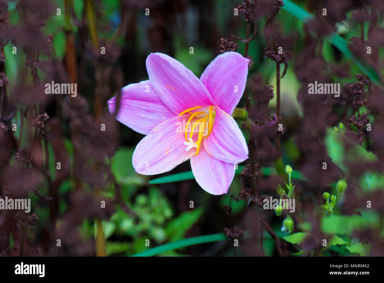 A Single Pink Flower inside looking outer world Stock Photo - Alamy