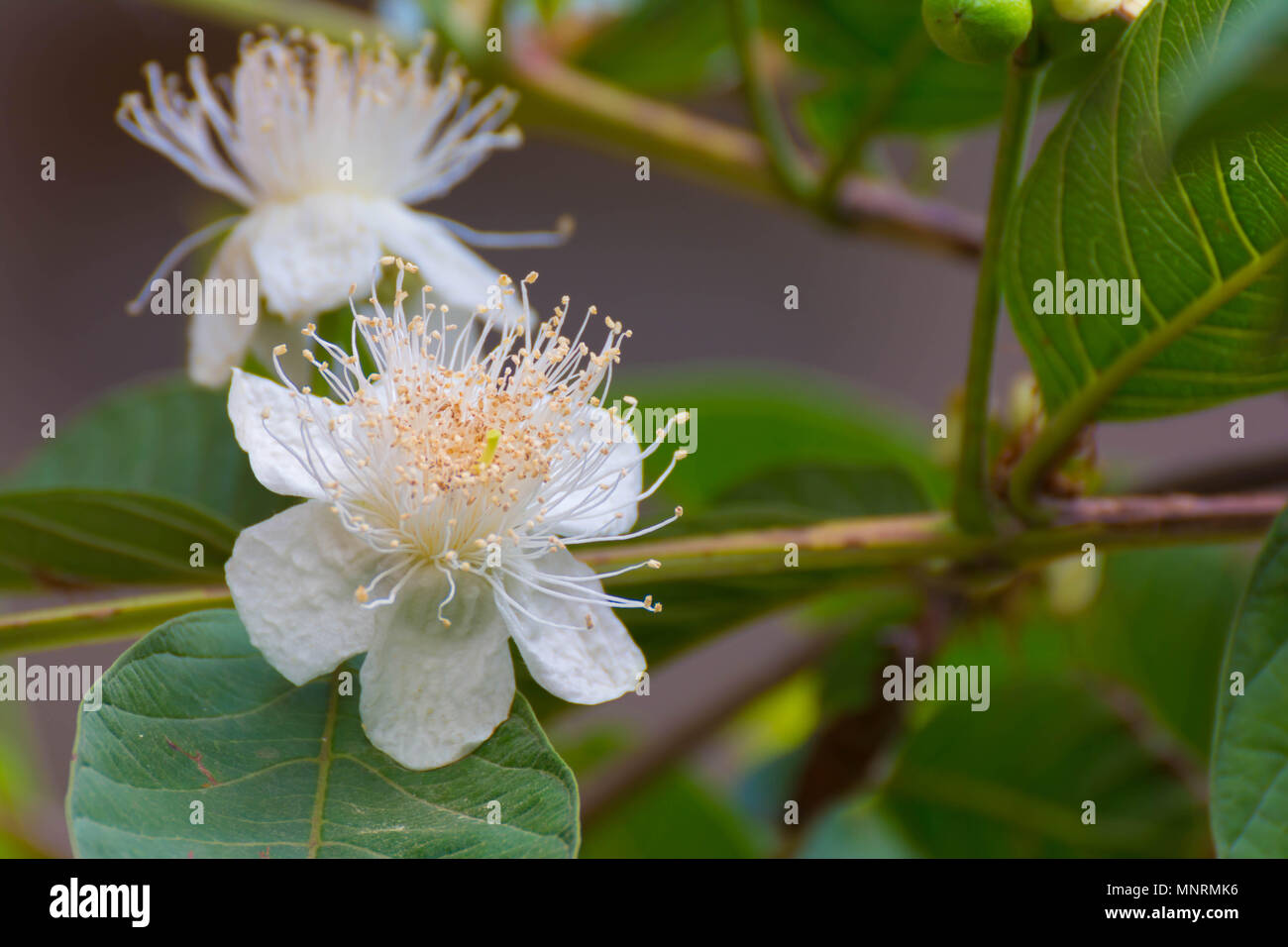Guava pollen hi-res stock photography and images - Alamy
