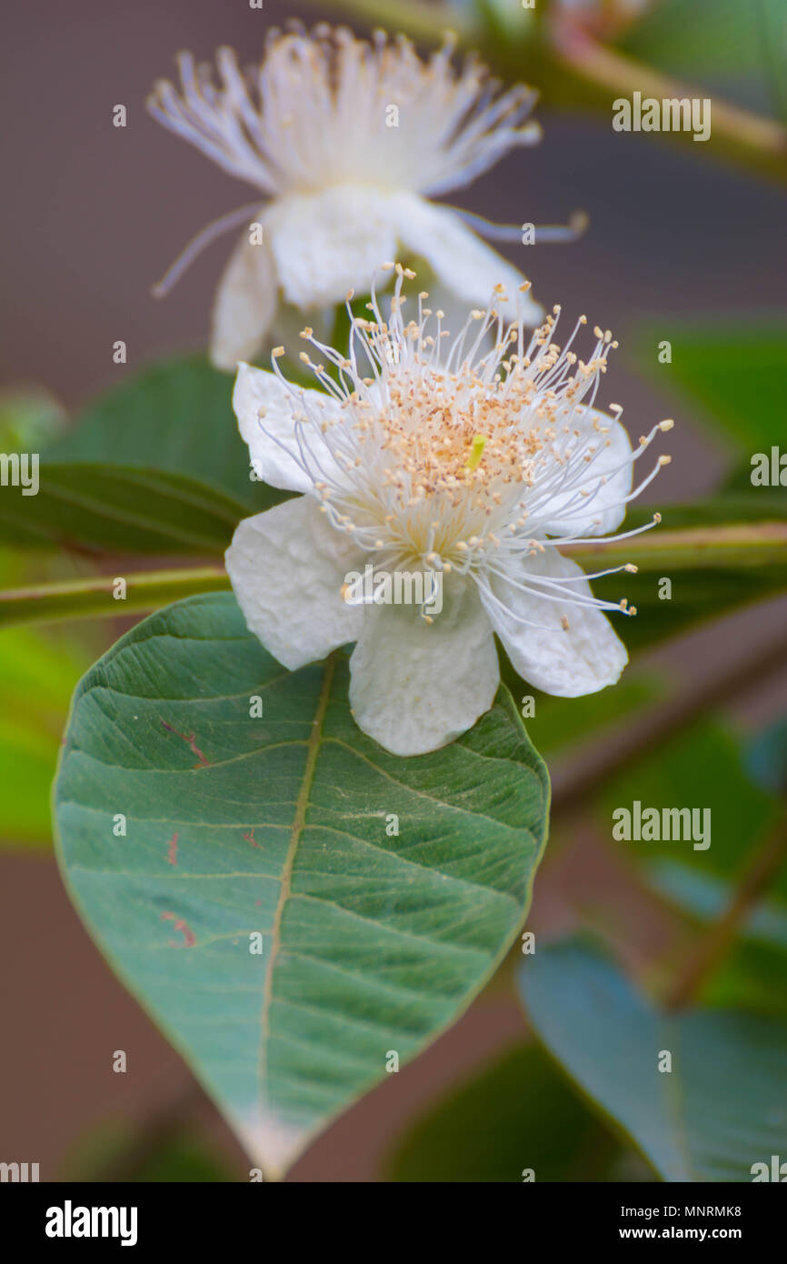Guava gardens hi-res stock photography and images - Alamy