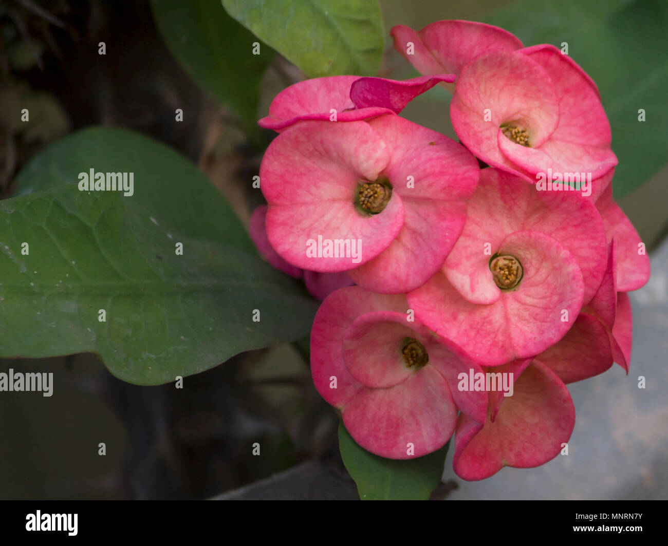 Crown of thorns or Christ Thorn flower - Euphorbia milli - pink color ...