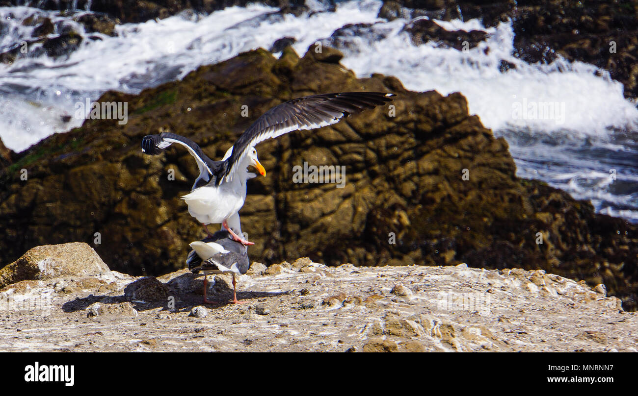 male sea gull standing on the back of a female to signal that they are ...