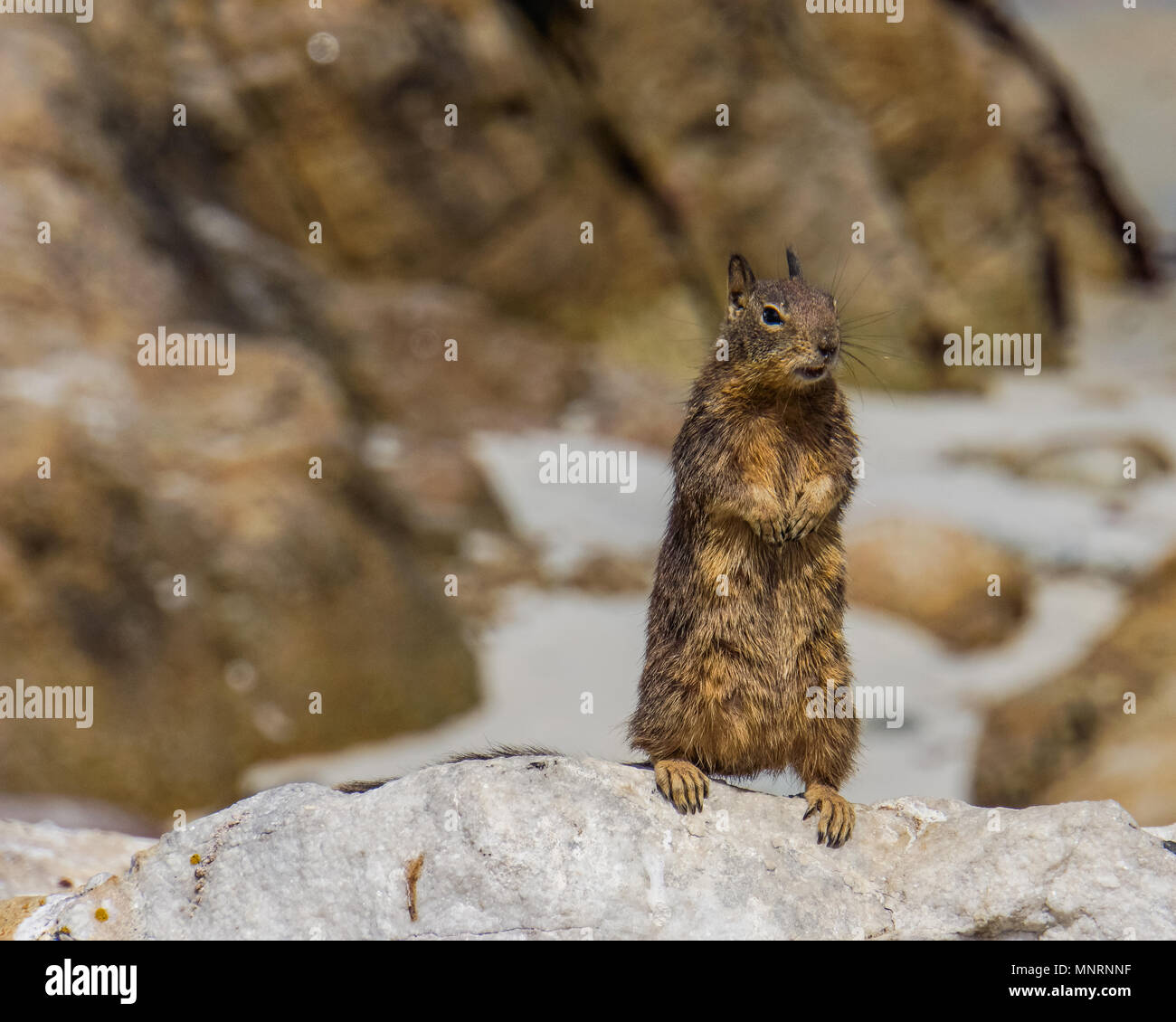 brown squirrel sitting upright with front paws together on rock at ...