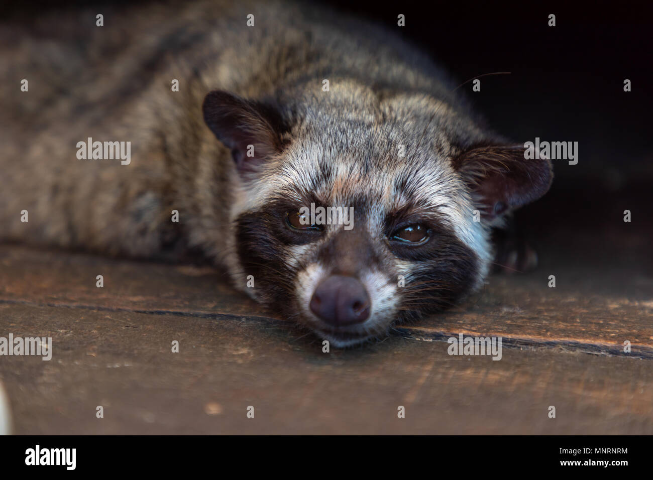 Borobudur Java Indonesia May 03, 2018 The Asian Palm Civet, used in the production of the world ...