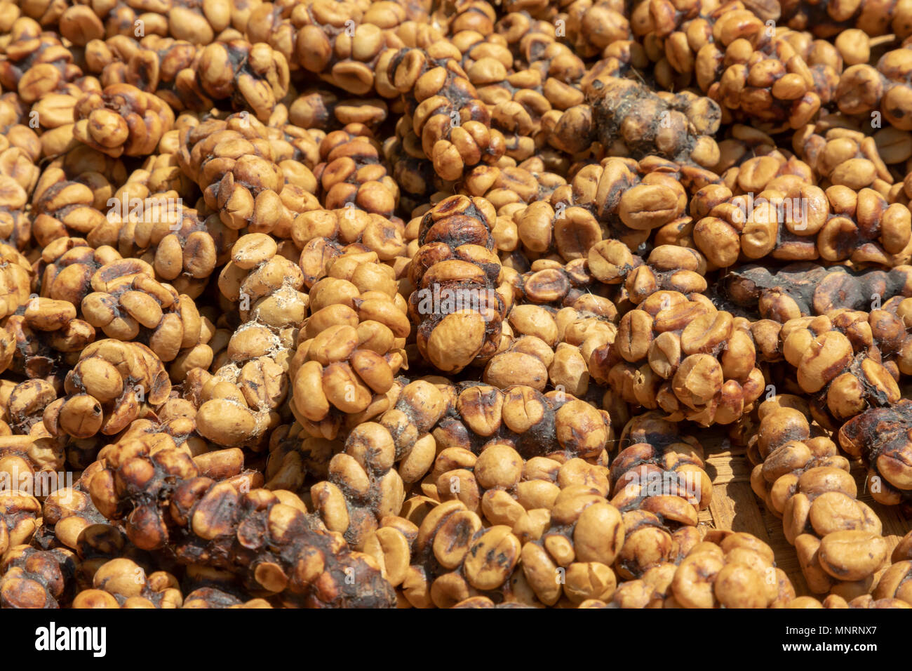 Borobudur Java Indonesia May 03, 2018 Coffee beans excreted by the ...