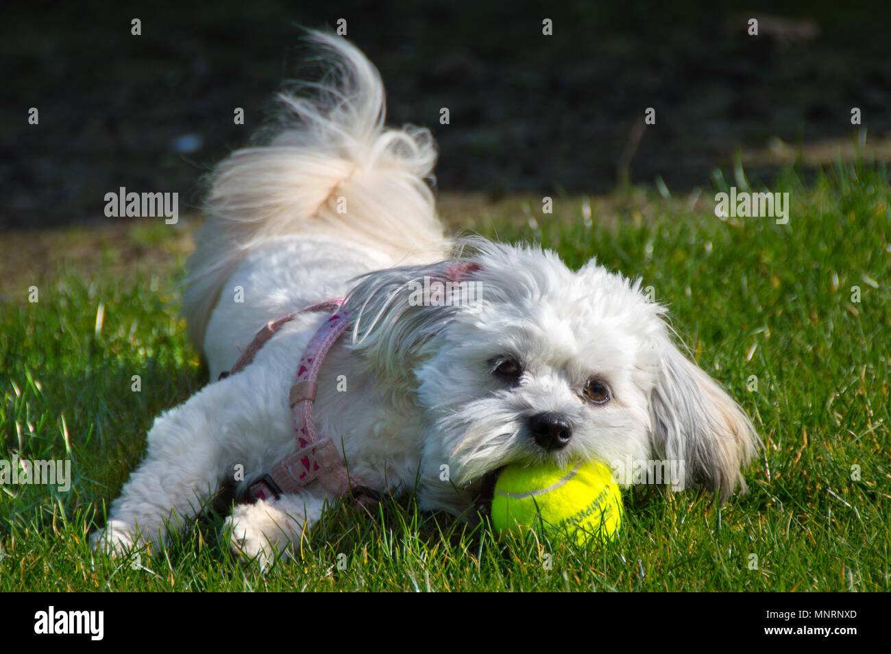 Maltezer hi-res stock photography and images - Alamy