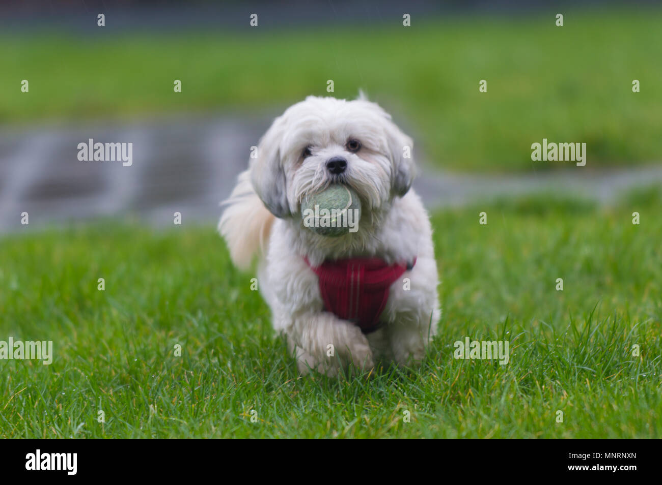 Happy Maltese dog / Shih tzu playing fetch with tennis ball Stock Photo ...