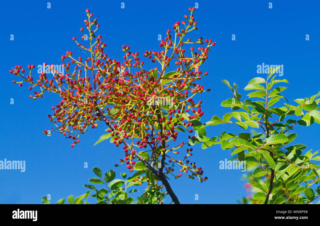 Turpentine tree fruit hi-res stock photography and images - Alamy