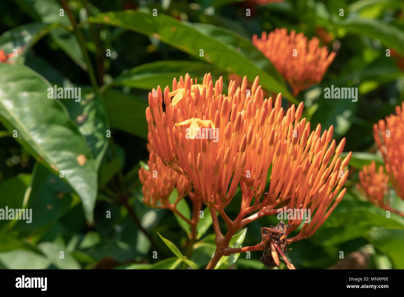 Borobudur Java Indonesia May 03, 2018 Flowers Stock Photo - Alamy