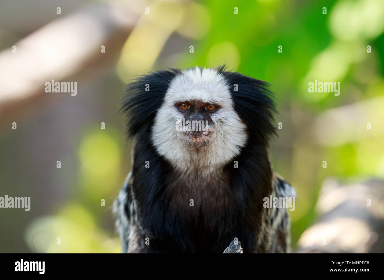 The white-headed marmoset, also known as the tufted-ear marmoset ...