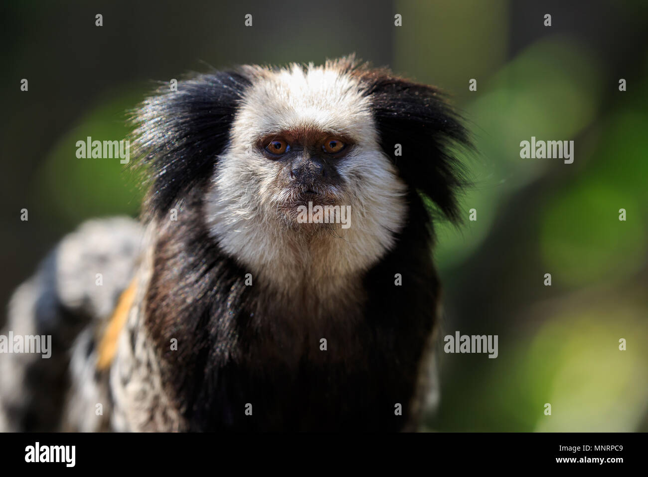 The white-headed marmoset, also known as the tufted-ear marmoset ...