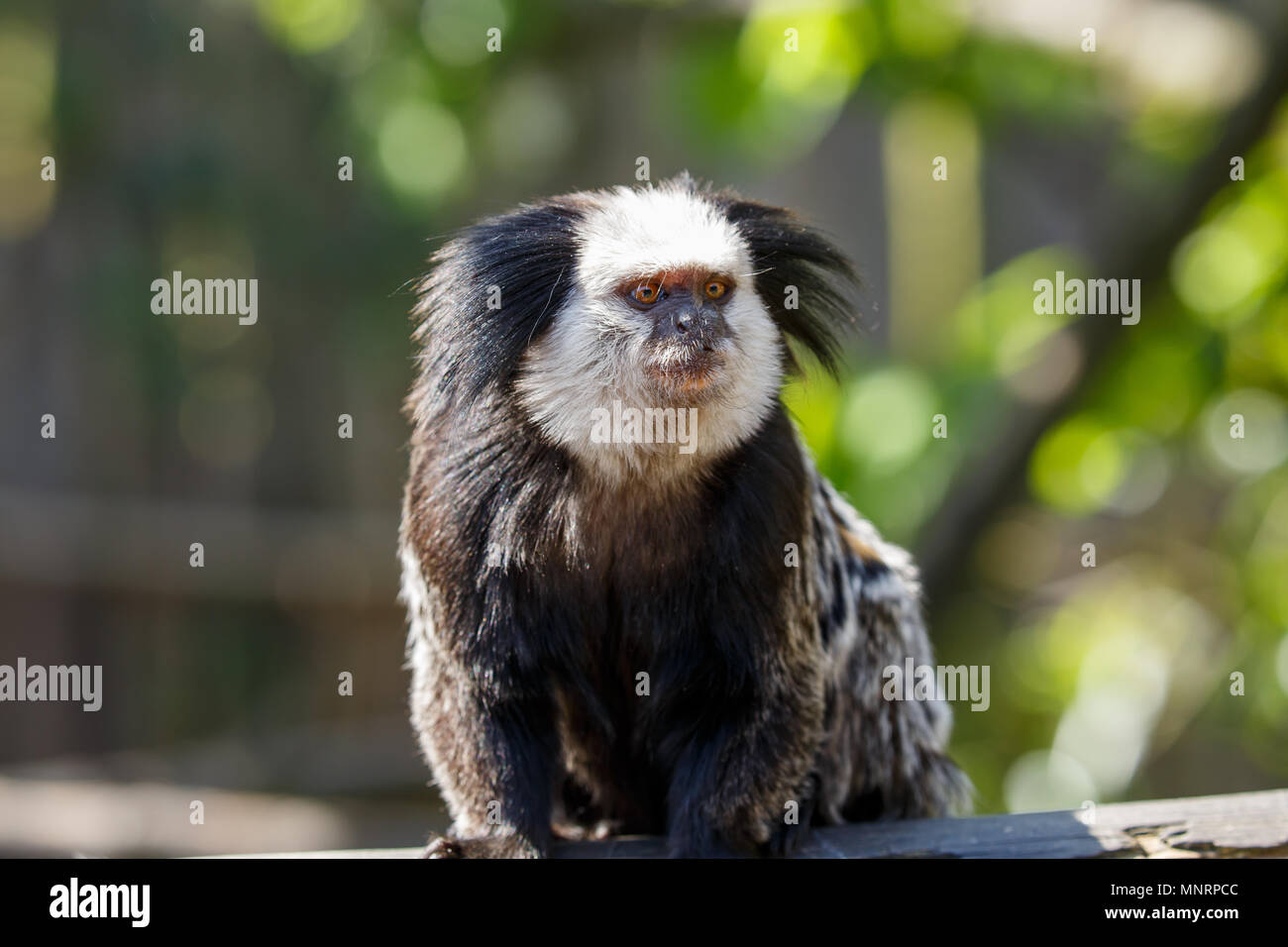 The white-headed marmoset, also known as the tufted-ear marmoset ...