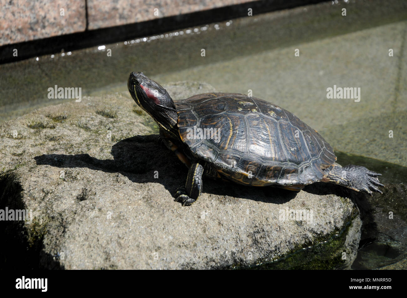 Turtles on the street of Shizuoka, Japan. Some of Japanese people still ...