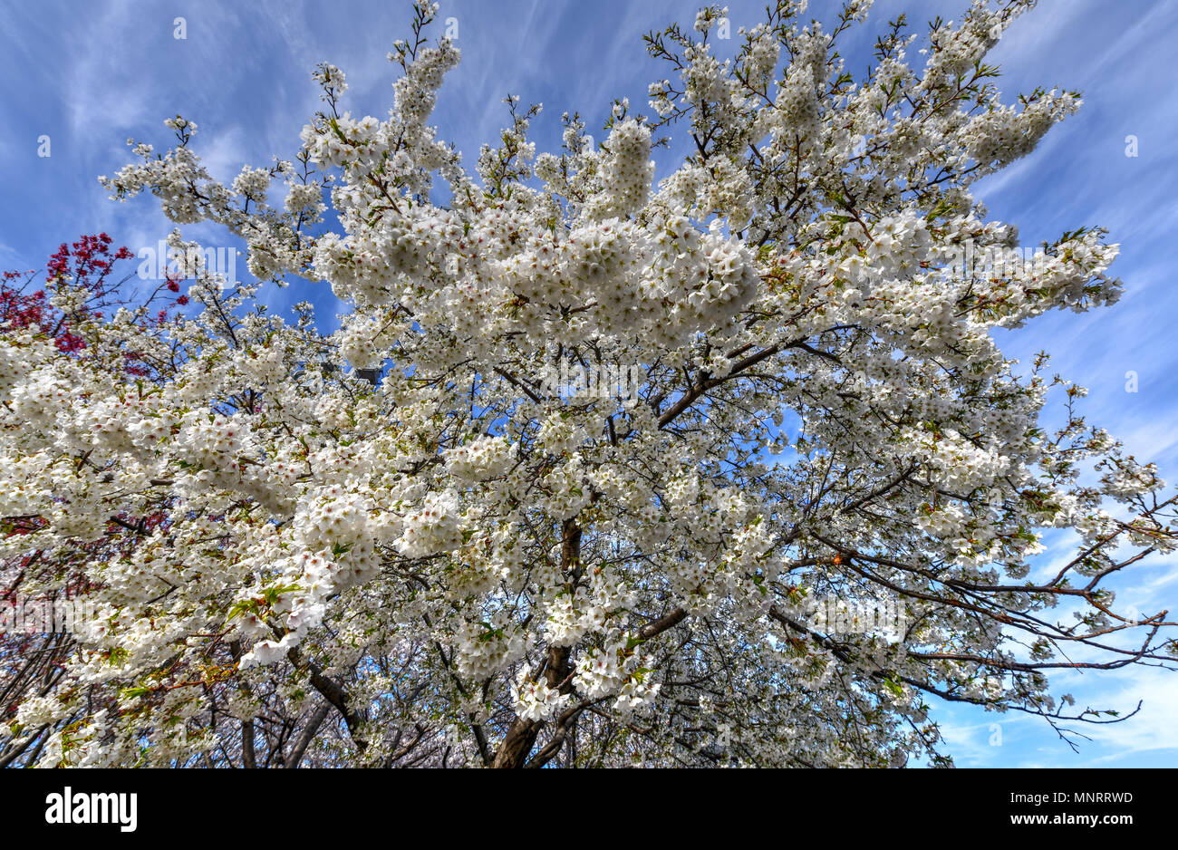 Flushing queens sign hi-res stock photography and images - Alamy