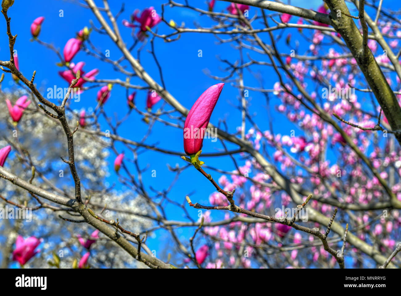 Blossoming trees at the Brooklyn Botanical Garden in Brooklyn, New York ...