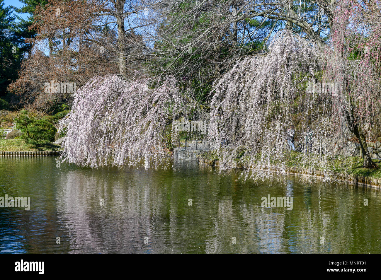 Blossoming trees at the Brooklyn Botanical Garden in Brooklyn, New York ...