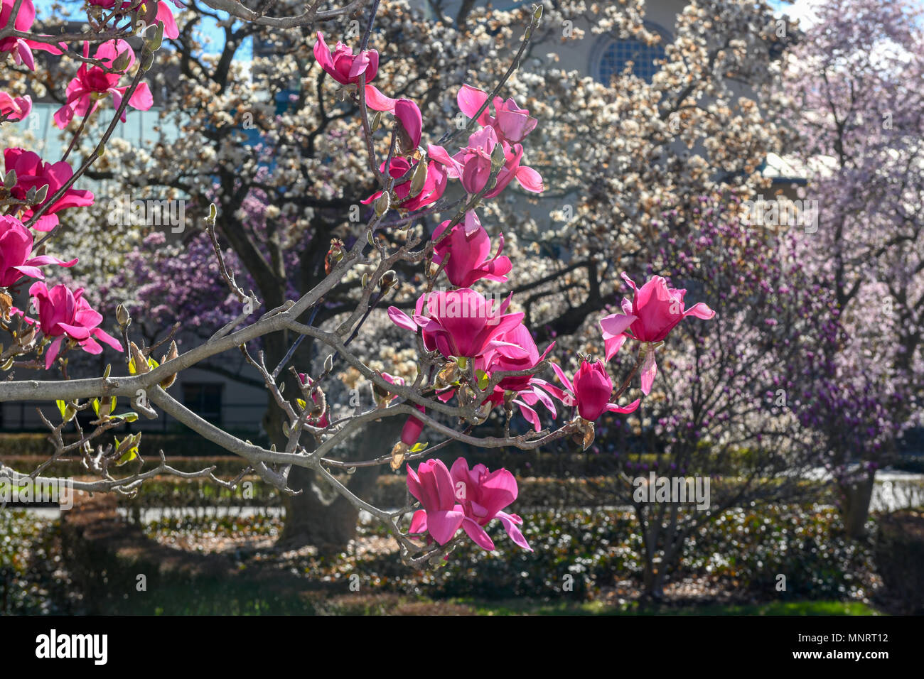Blossoming trees at the Brooklyn Botanical Garden in Brooklyn, New York ...