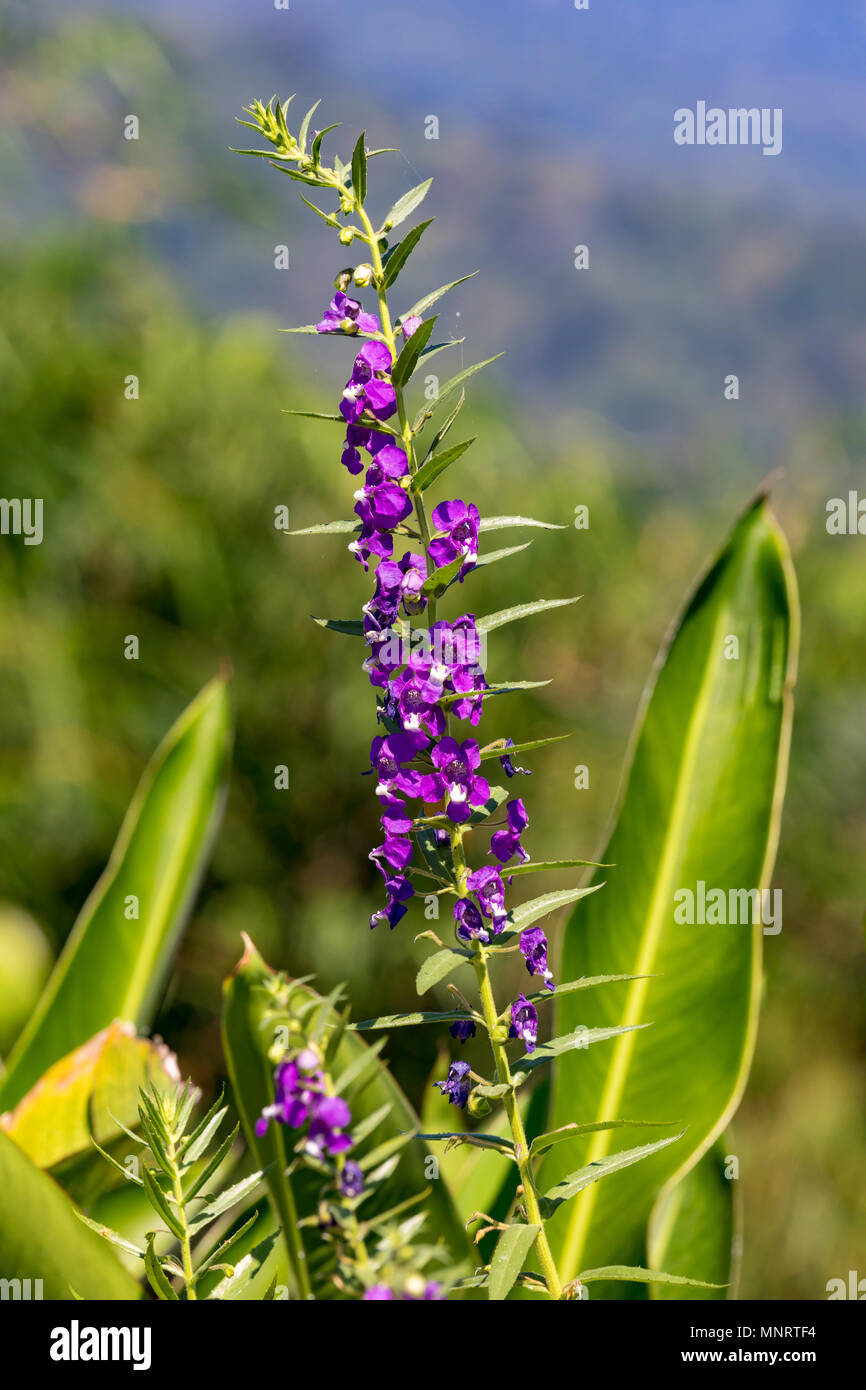 Java flower hi-res stock photography and images - Alamy