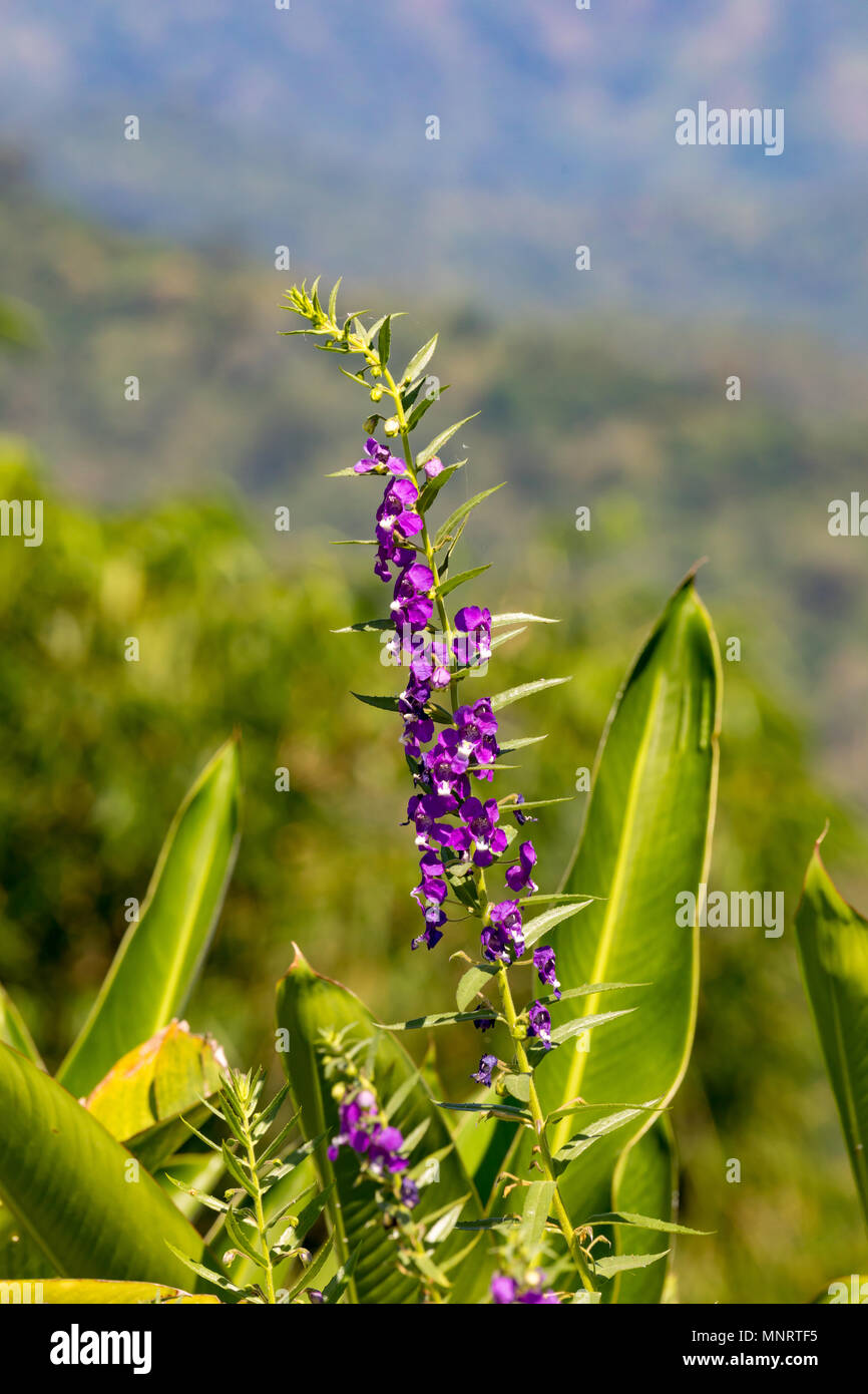 Java flower hi-res stock photography and images - Alamy