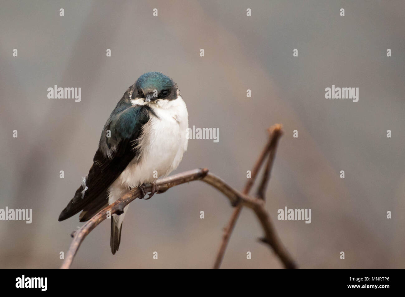 Birds perch on tree branches hi-res stock photography and images - Alamy