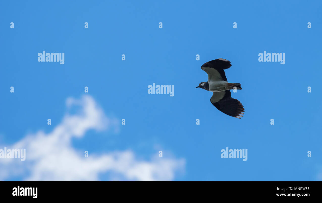 Green Plover in flight. European Northern Lapwing (Vanellus vanellus ...