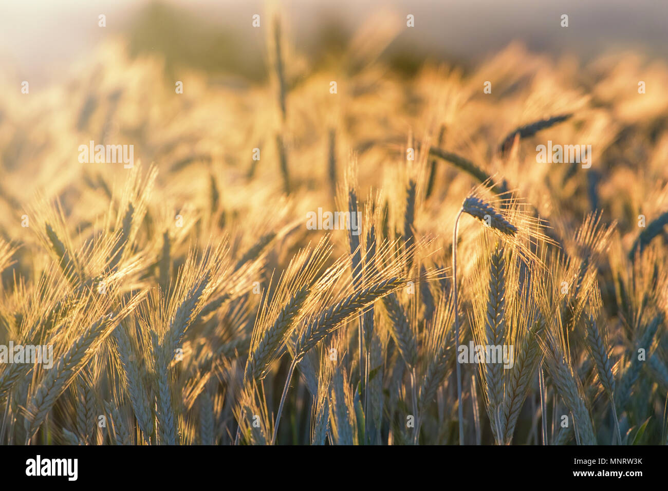 Sun shining over wheat field agriculture hi-res stock photography and ...
