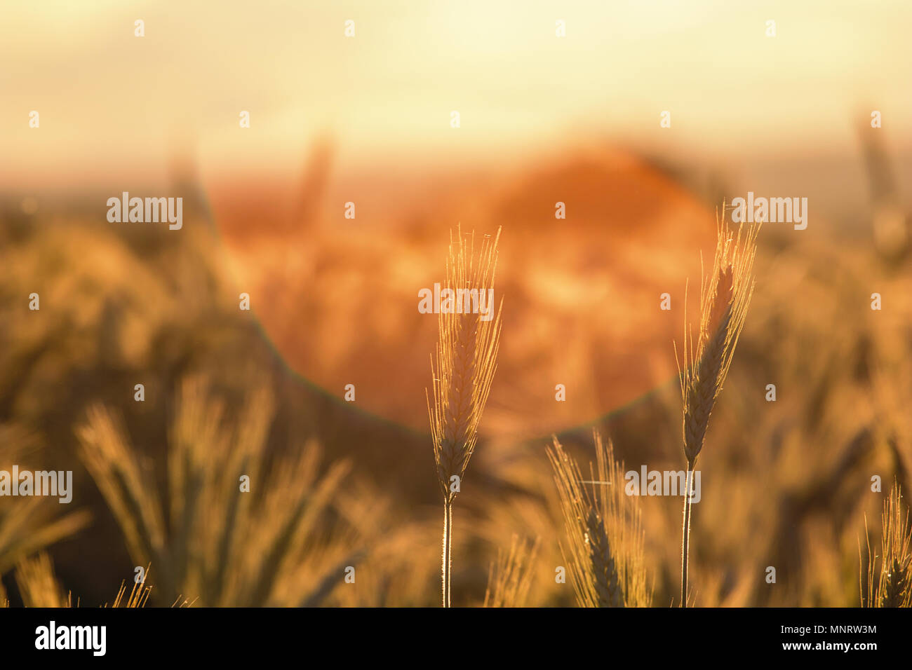 Wheat ears under the sunshine. Sun shining through ripe wheat Stock ...