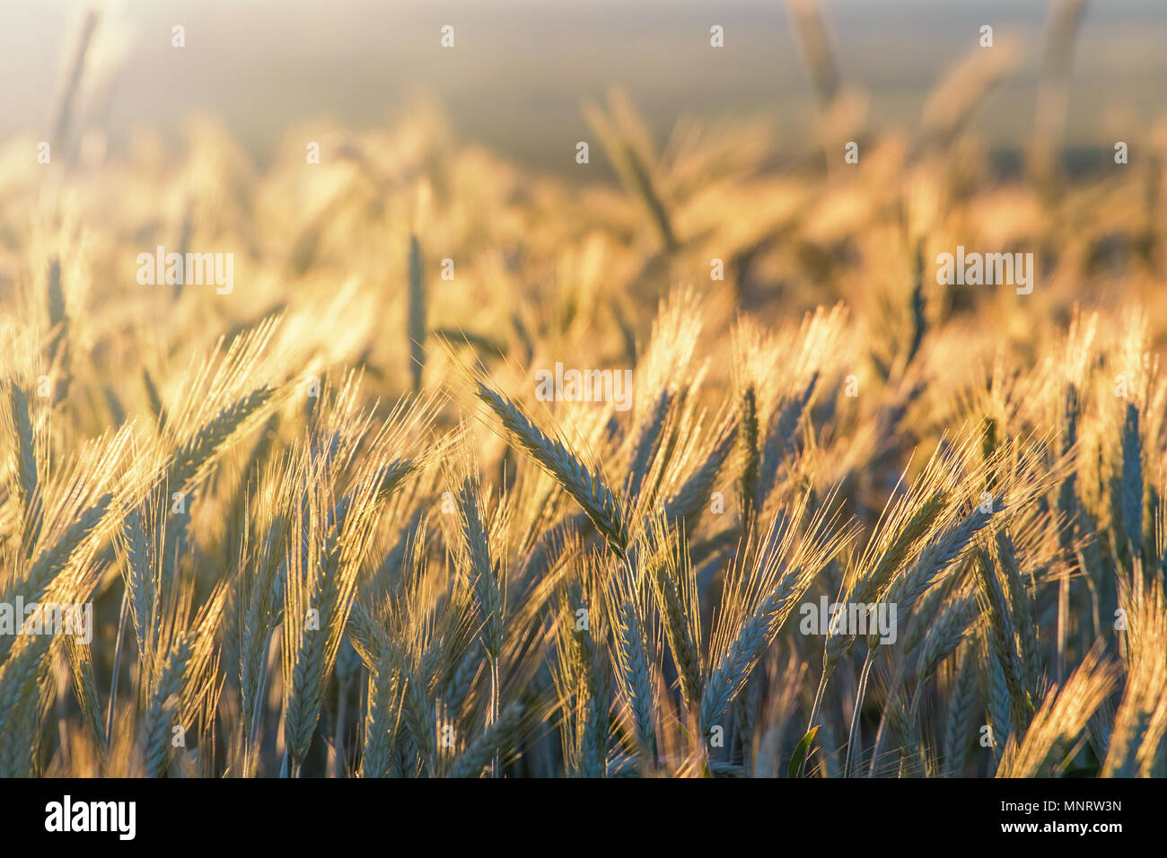 Wheat ears under the sunshine. Sun shining through ripe wheat Stock ...