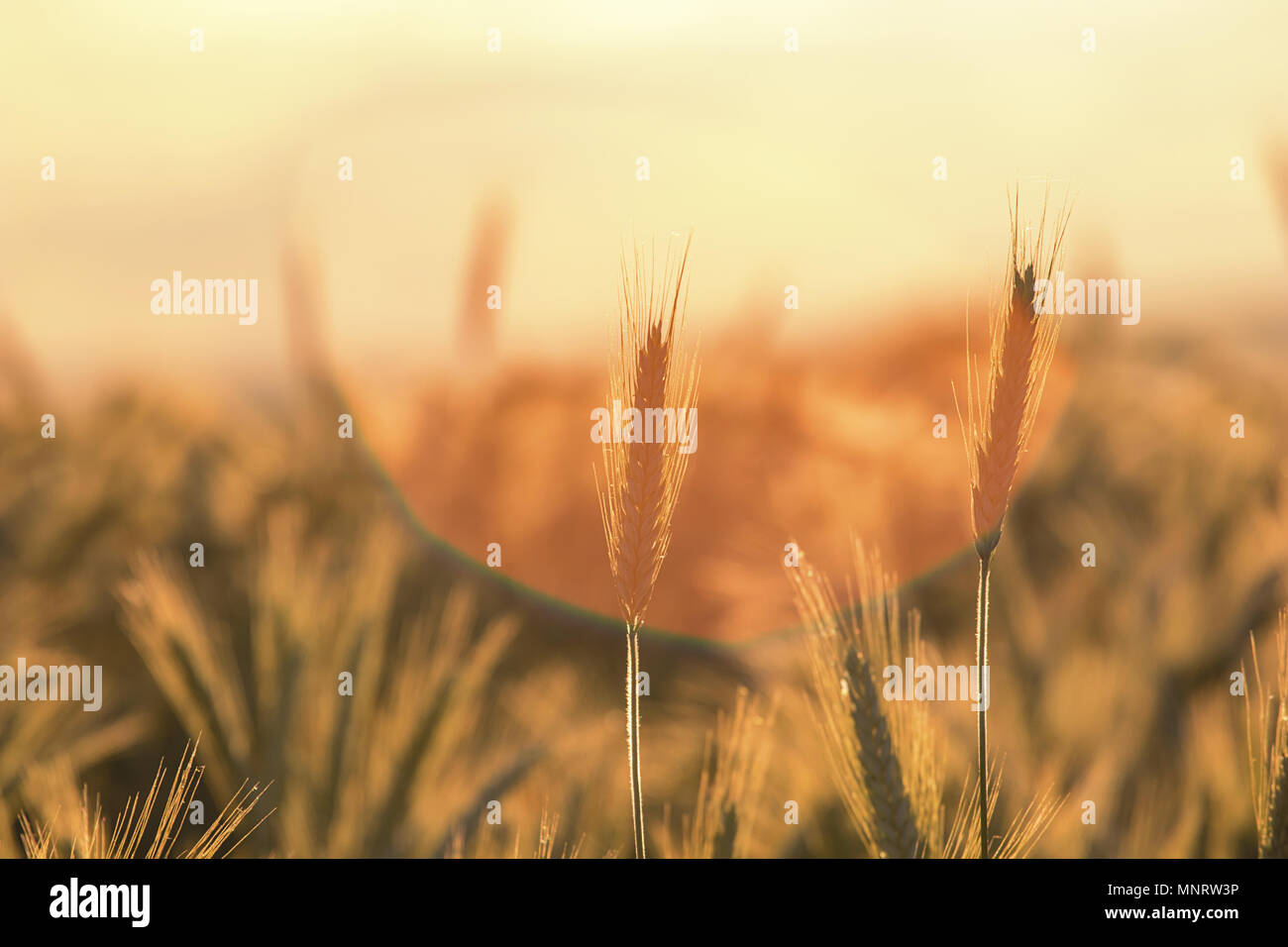 Wheat ears under the sunshine. Sun shining through ripe wheat Stock ...