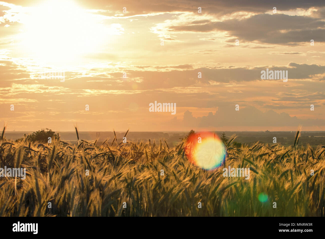 Wheat ears under the sunshine. Sun shining through ripe wheat Stock ...