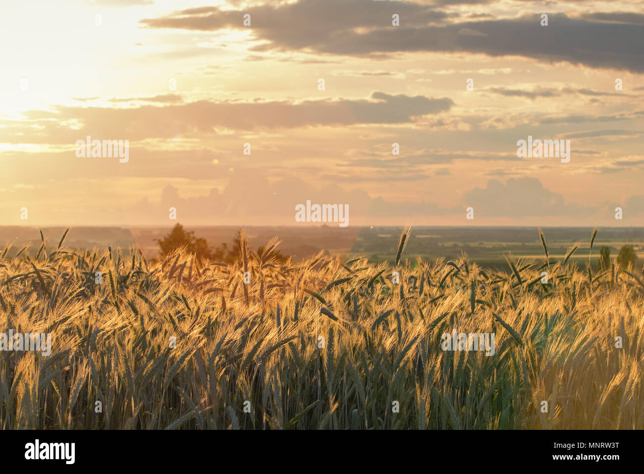 Wheat ears under the sunshine. Sun shining through ripe wheat Stock ...