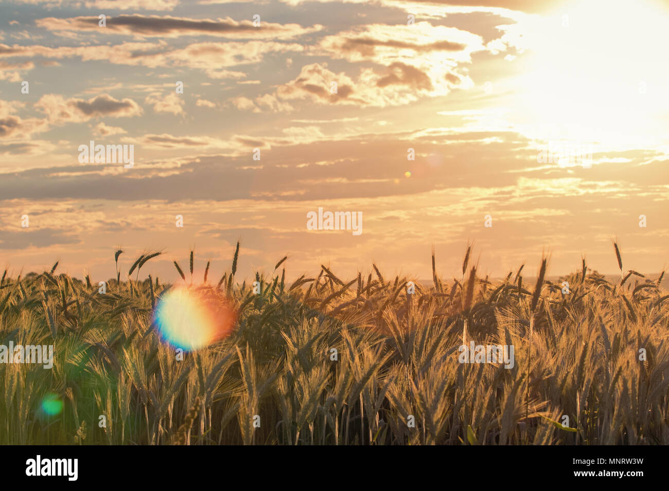 Sunlight through green ears wheat hi-res stock photography and images ...