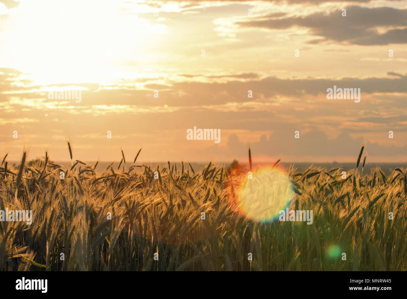 Wheat ears under the sunshine. Sun shining through ripe wheat Stock ...