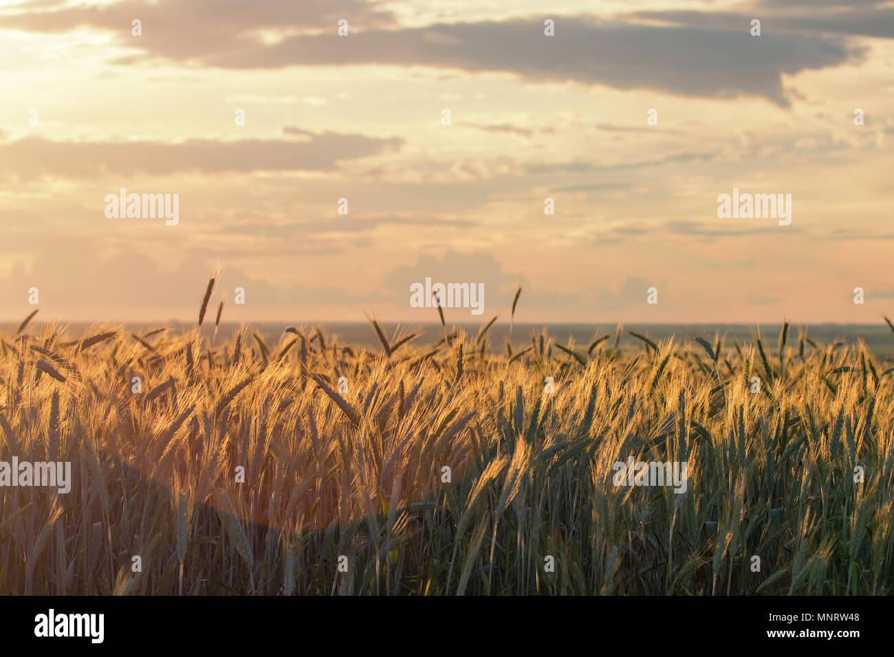 Wheat ears under the sunshine. Sun shining through ripe wheat Stock ...