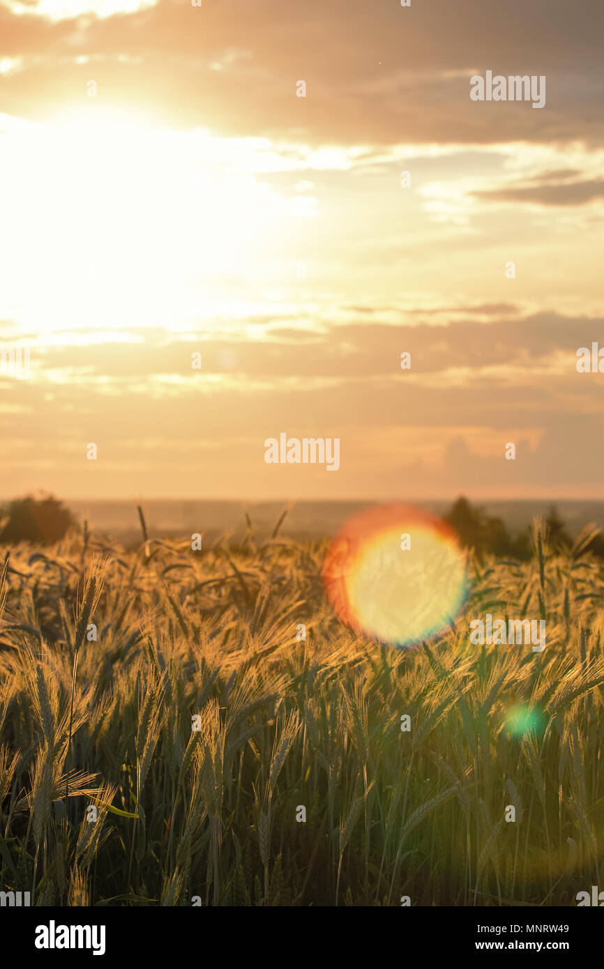 Sun shining over wheat field agriculture hi-res stock photography and ...