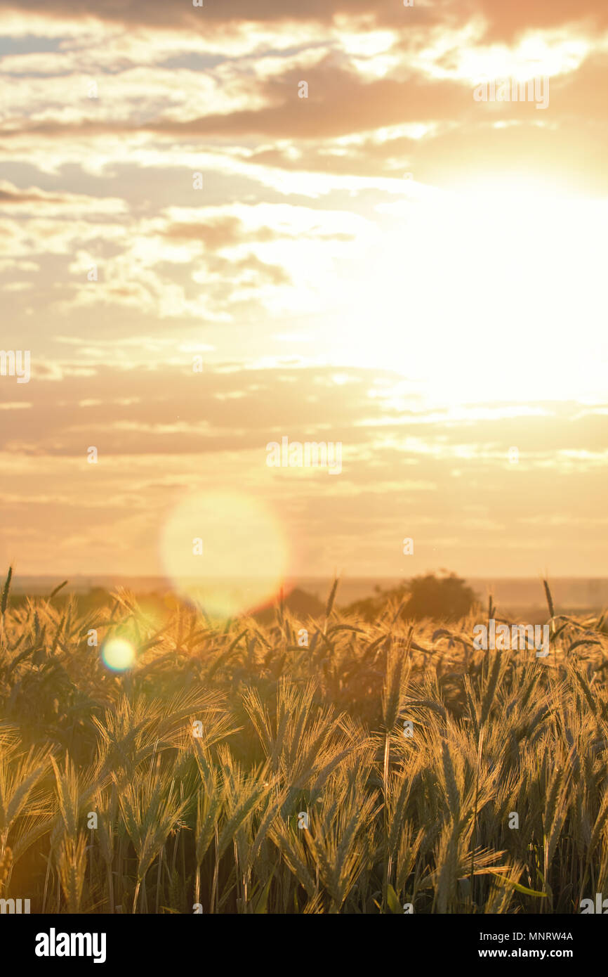 Wheat ears under the sunshine. Sun shining through ripe wheat Stock ...
