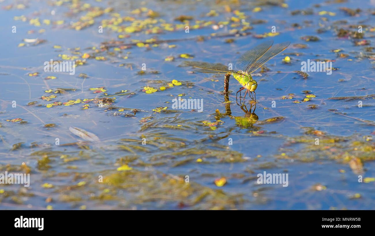 Dragon flies lake hi-res stock photography and images - Alamy