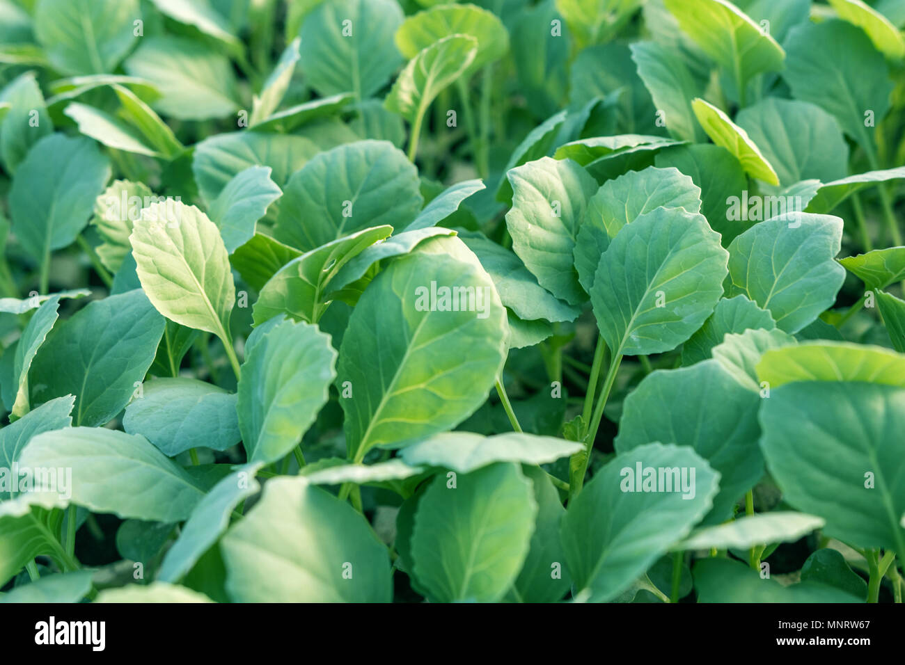 Young cabbage seedlings. Cabbage seedlings greenhouse Stock Photo - Alamy