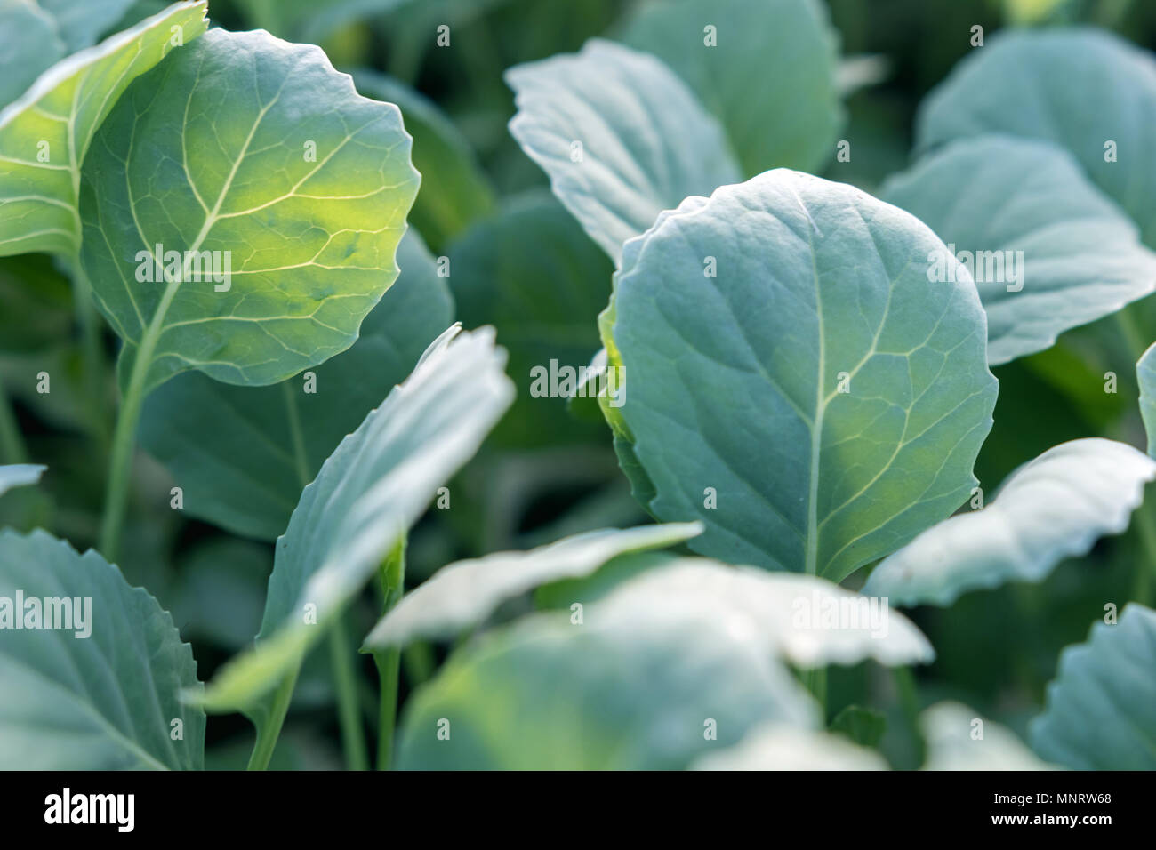 Young cabbage seedlings. Cabbage seedlings greenhouse Stock Photo - Alamy