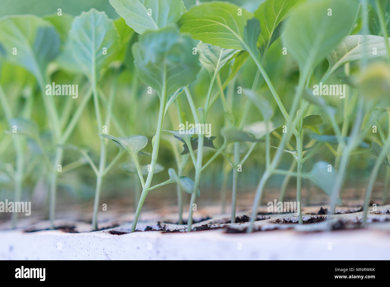 Cabbage Seedlings High Resolution Stock Photography and Images - Alamy