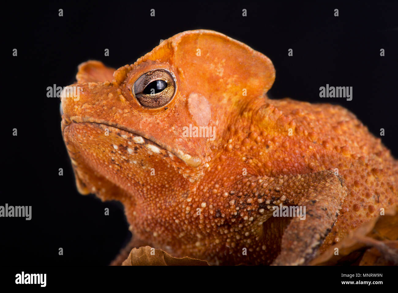 Shield toad hi-res stock photography and images - Alamy