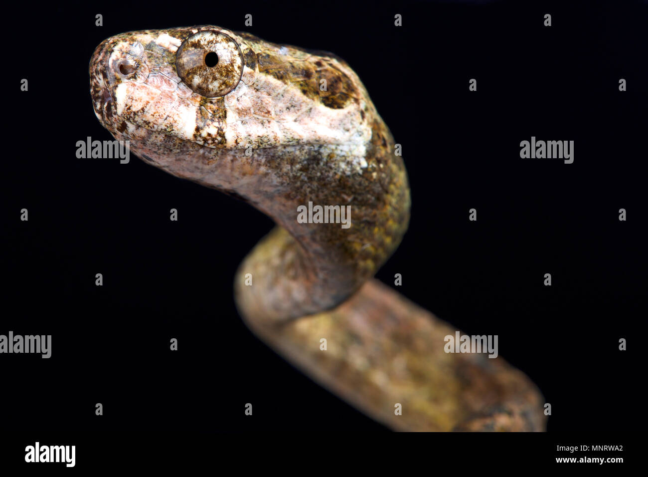 Snake species hi-res stock photography and images - Alamy