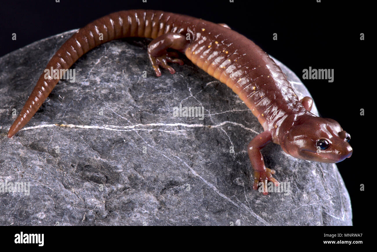 Endemic newt hi-res stock photography and images - Alamy