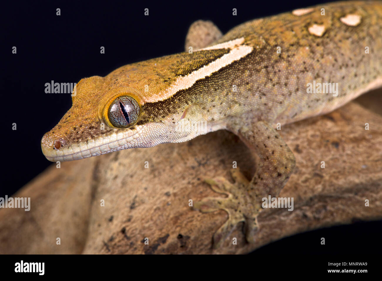 Sarasin's giant gecko (Correlophus sarasinorum) is an rare and ...
