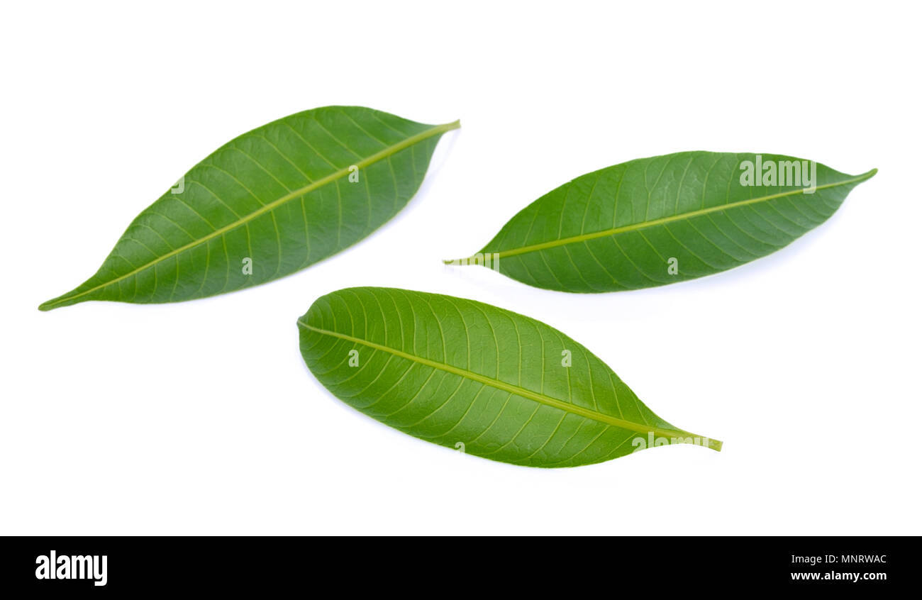 Mango leaf isolated on white background Stock Photo - Alamy