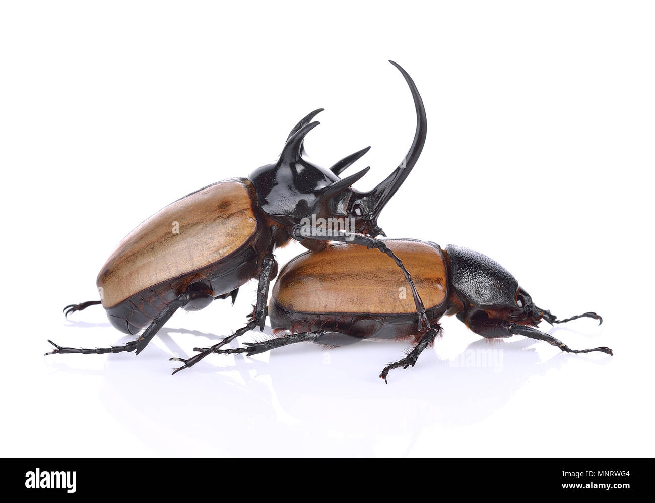 Rhinoceros beetle, Rhino beetle, Hercules beetle, Unicorn beetle ...