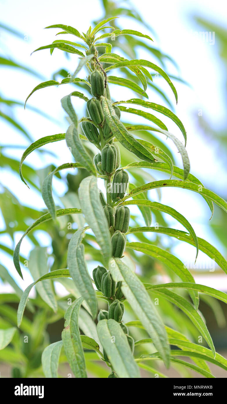 Sesame growth in the fields Stock Photo - Alamy