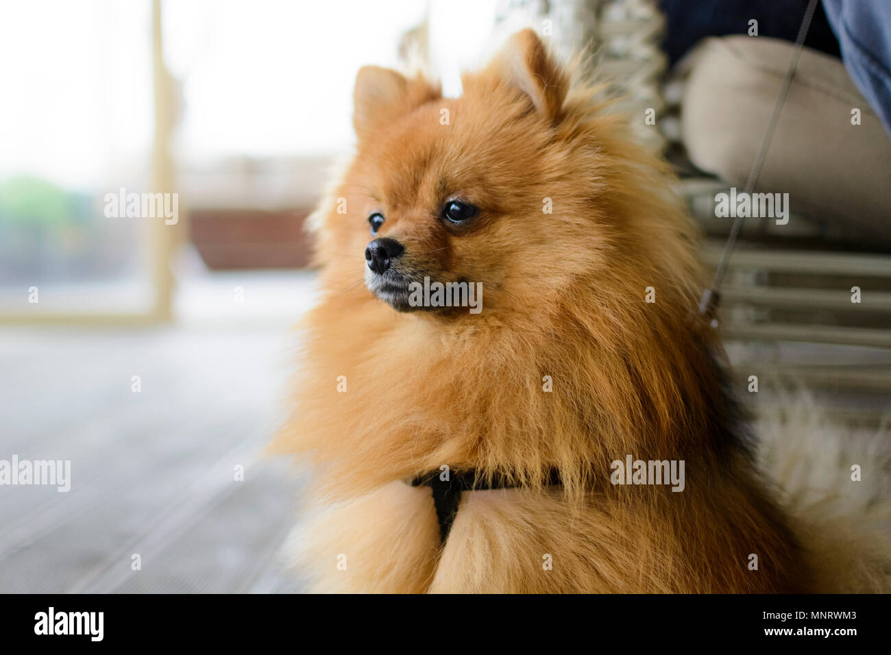 German spitz portrait,german spitz looking curiously Stock Photo - Alamy